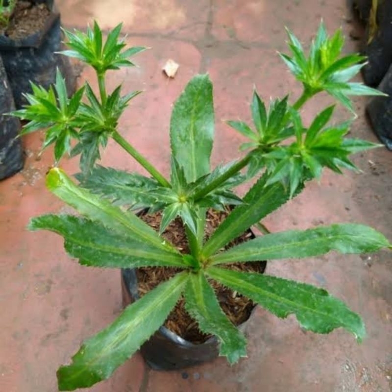 Jual Daun walang sangit /bibit tanaman herbal Walang Sangit | Shopee ...