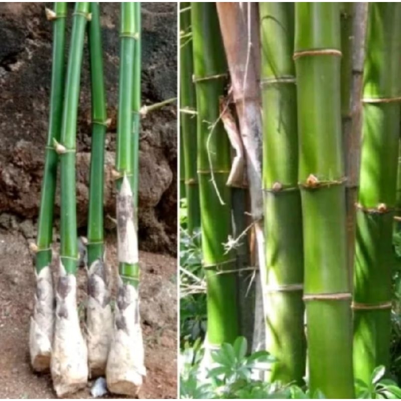 Jual BIBIT STEK CUTTING BAMBU HIJAU PER 2STEK BATANG BAMBU AMPEL HIJAU ...