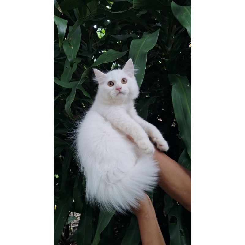 Jual KUCING PERSIA MEDIUM JANTAN 3 BULAN PUTIH SOLID | Shopee Indonesia