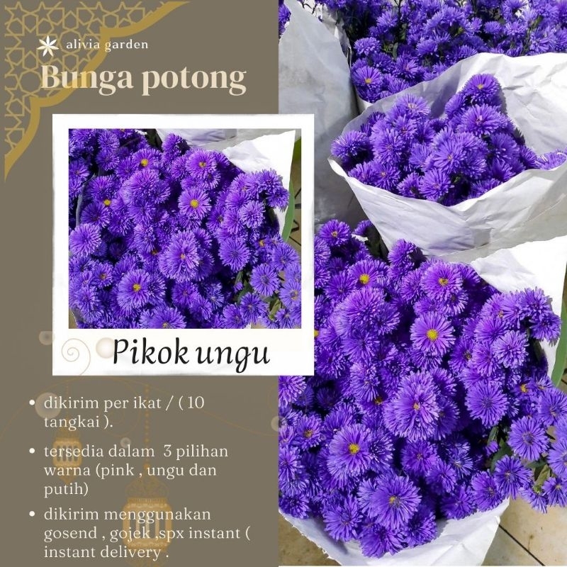 Jual bunga potong pikok ungu ( instant delivery ) | Shopee Indonesia