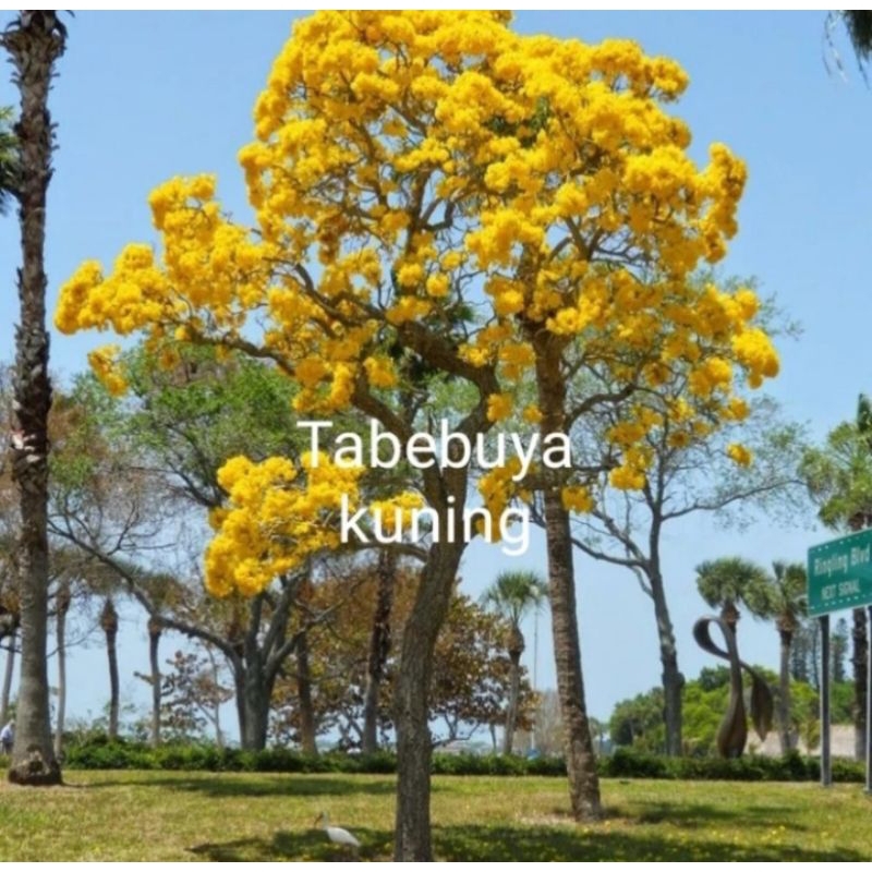 Jual Tanaman hias tabebuya bunga kuning | Shopee Indonesia