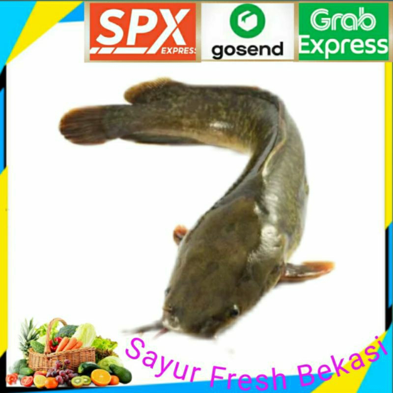 Jual Ikan Lele Segar 500g. | Shopee Indonesia