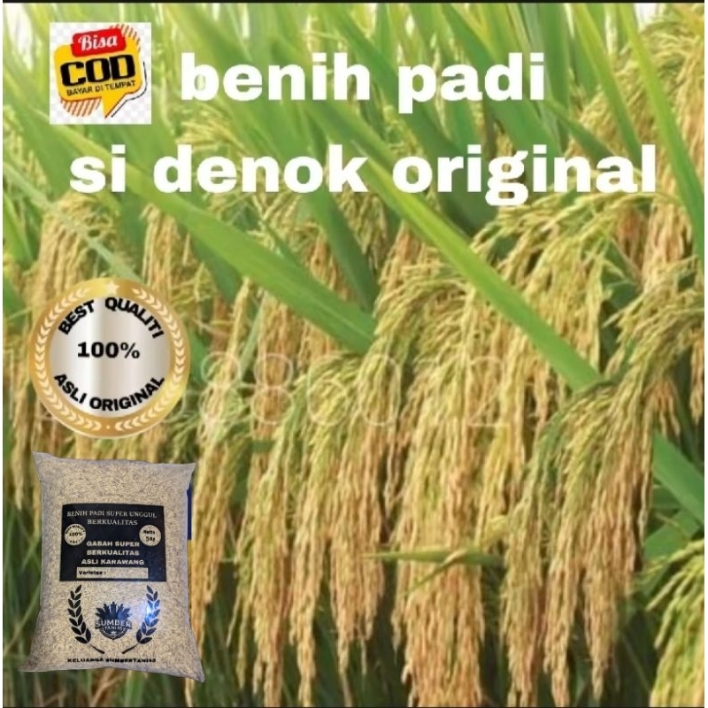 Jual benih padi unggul SIDENOK SUPER berkualitas (5kg). | Shopee Indonesia