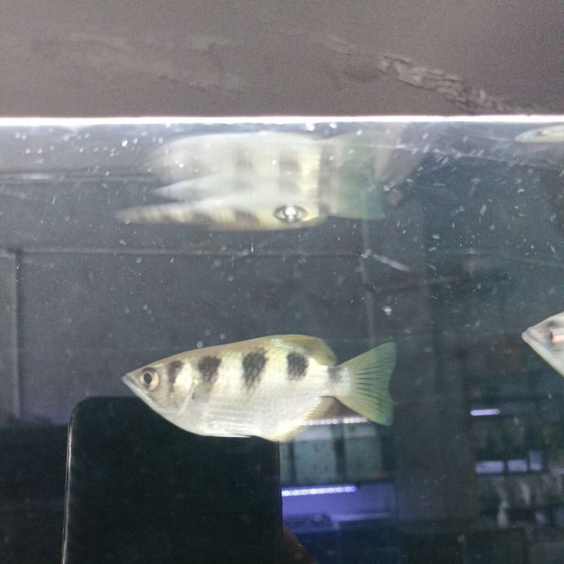 Jual Archer fish / ikan sumpit predator tankmate | Shopee Indonesia