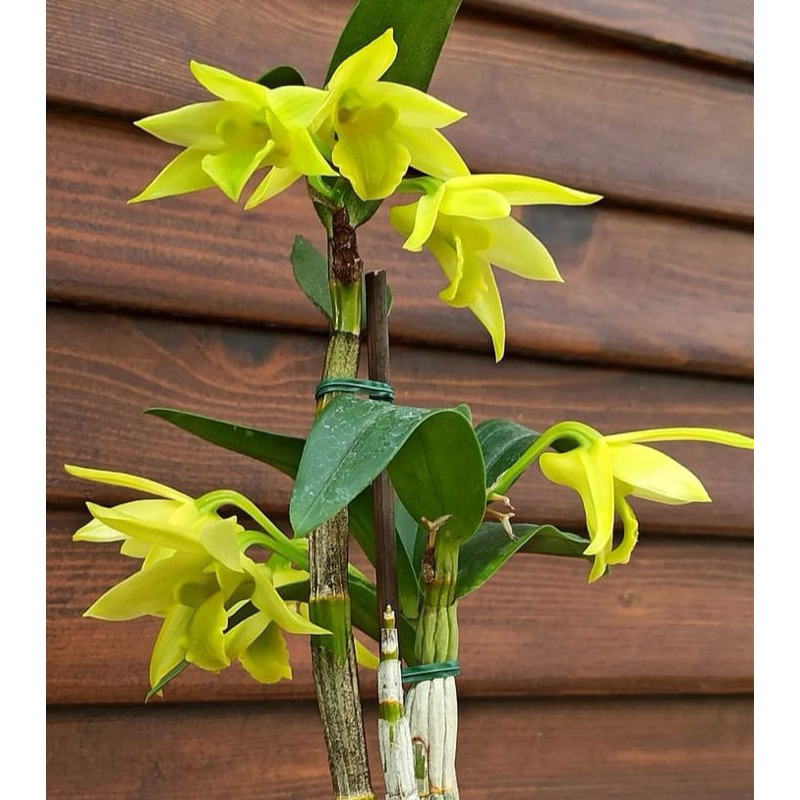 Jual anggrek dendrobium bunga kuning | Shopee Indonesia