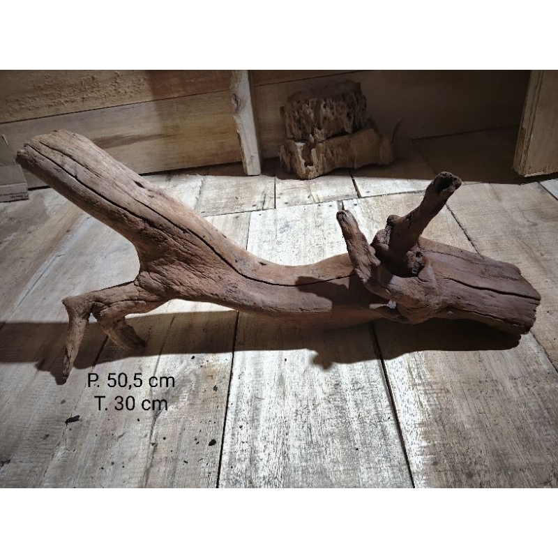 Jual bongol santigi darat asli gunung | Shopee Indonesia