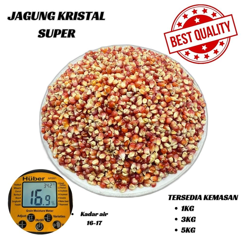 Jual Jagung Merah Kristal CIlilin Super Pakan Burung Merpati Pakan Ayam ...