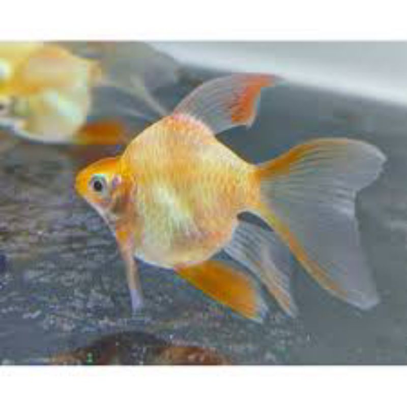 Jual IKAN HIAS SUMATRA ALBINO BALON SLAYER | Shopee Indonesia