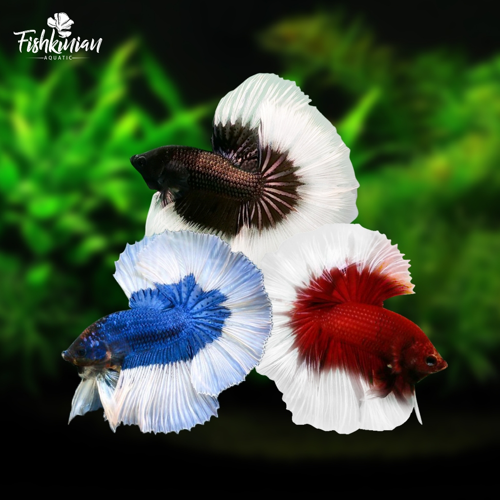 Jual Ikan Cupang Halfmoon (HM) Butterfly GRADE A | Shopee Indonesia