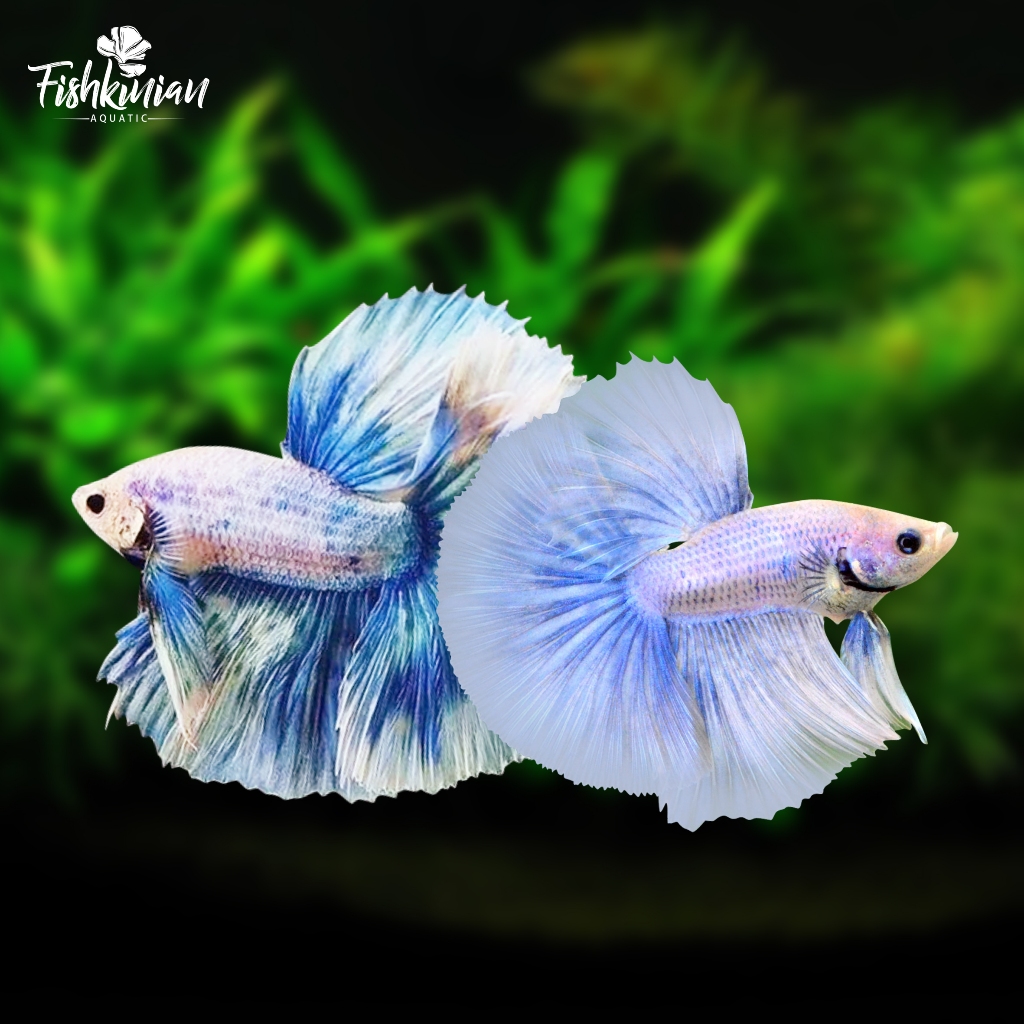 Jual Ikan Cupang Halfmoon (HM) Grizzle GRADE A | Shopee Indonesia