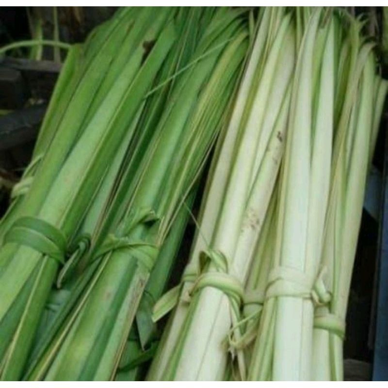 Jual daun kelapa 1 ikat isi 50 lidi (100 lembar), pucuk kepala,bahan ...