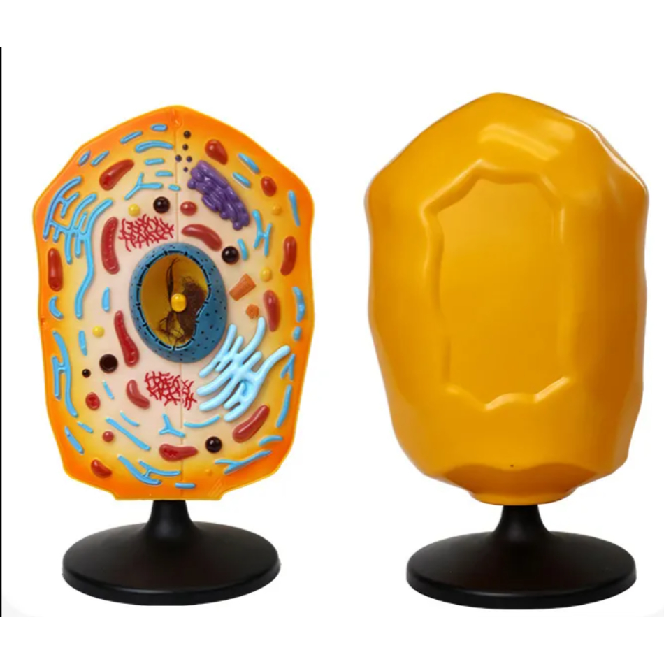 Jual Alat Peraga Sel Tubuh Hewan Animal Cell Model Biological | Shopee ...