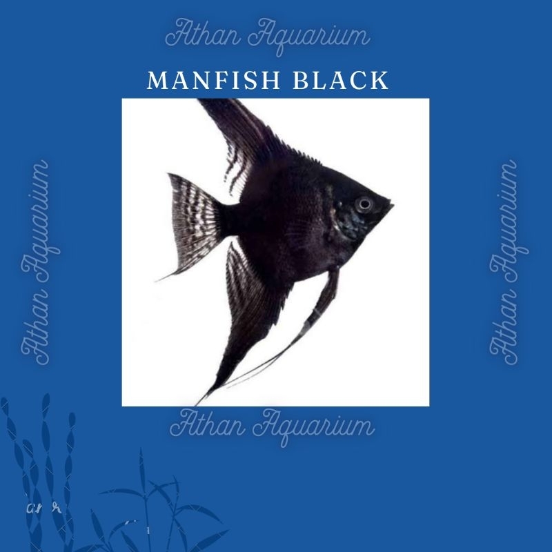 Jual Manfish Black / ikan layang" size kecil ukuran 5-6cm | Shopee ...