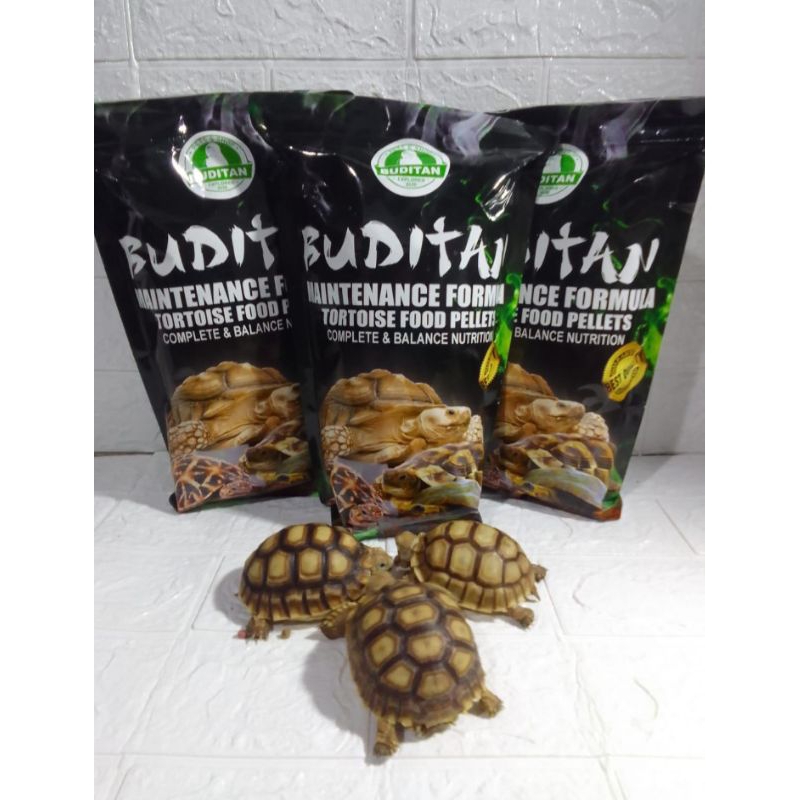 Jual Makanan Tortoise Sulcata Pelet Pakan Kura Kura Darat Torto Food ...