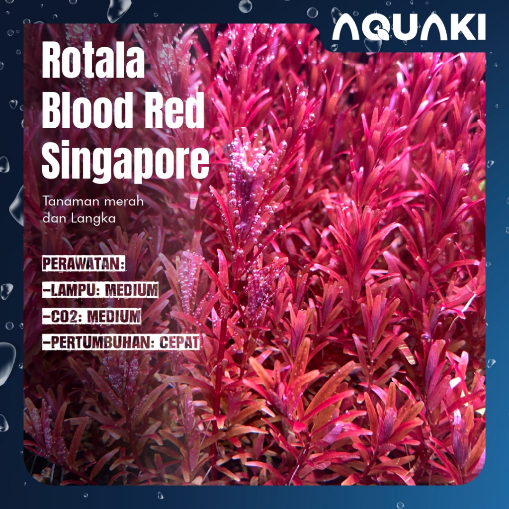 Jual ROTALA BLOOD RED SINGAPORE | Shopee Indonesia
