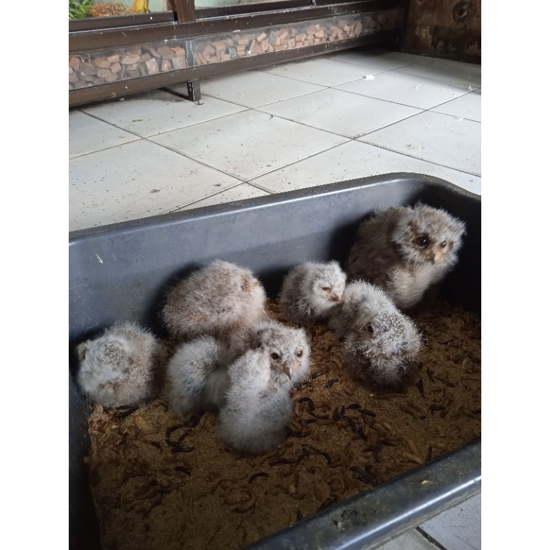 Jual BURUNG HANTU MINI CELEPUK ANAKAN & REMAJA | Shopee Indonesia