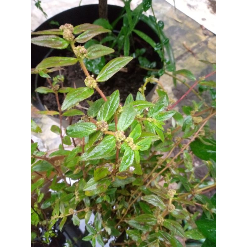 Jual tanaman patikan kebo 200g | Shopee Indonesia