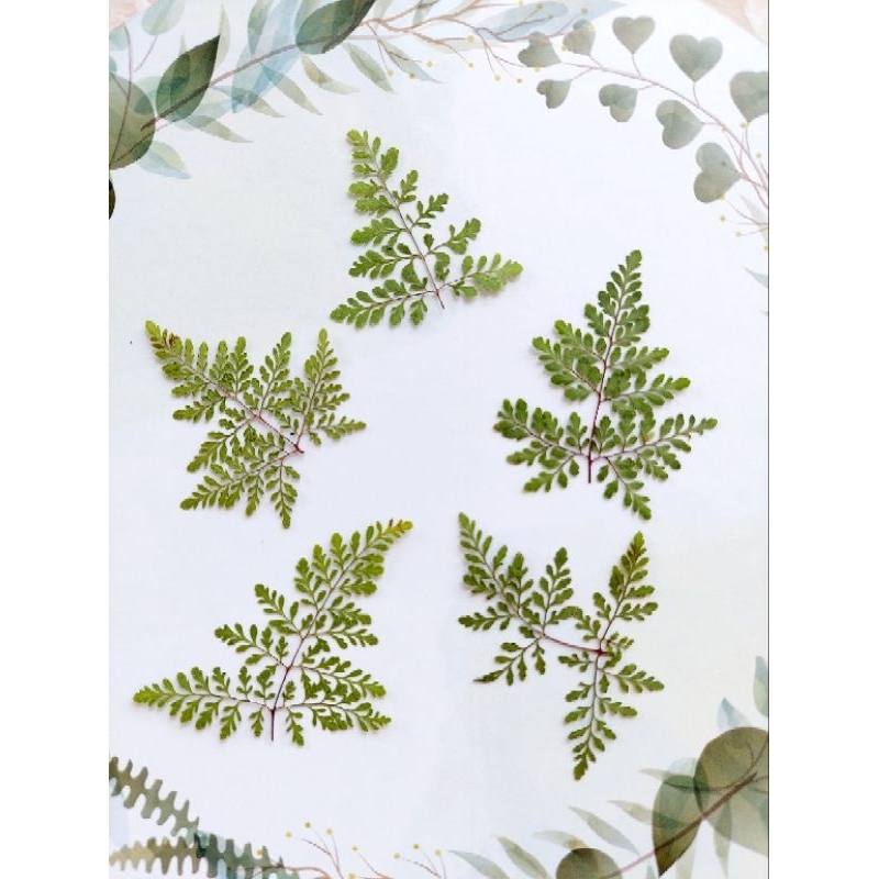 Jual Pressed Pakis Leaves - Oshibana - Dried Flower - Bunga Kering ...