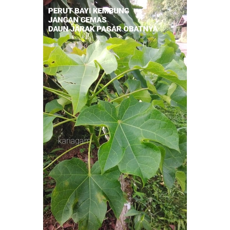 Jual daun jarak pagar 10 lembar bonus 1 lembar | Shopee Indonesia
