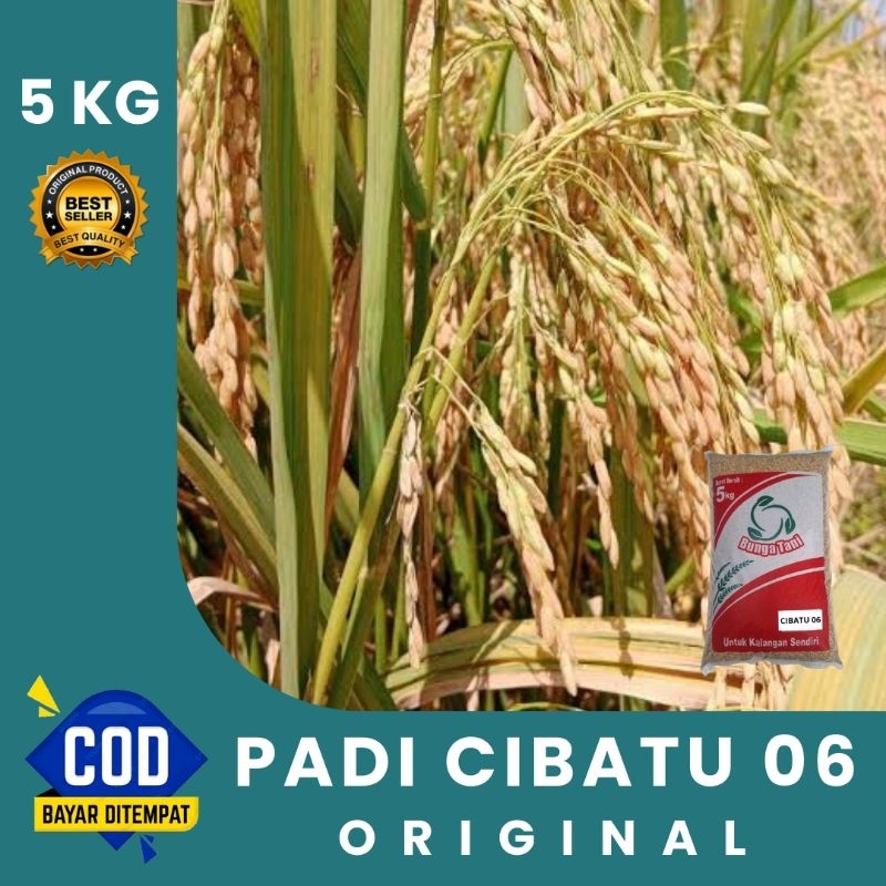 Jual BENIH PADI PREMIUM CIBATU 06 KEMASAN 5 KG | Shopee Indonesia