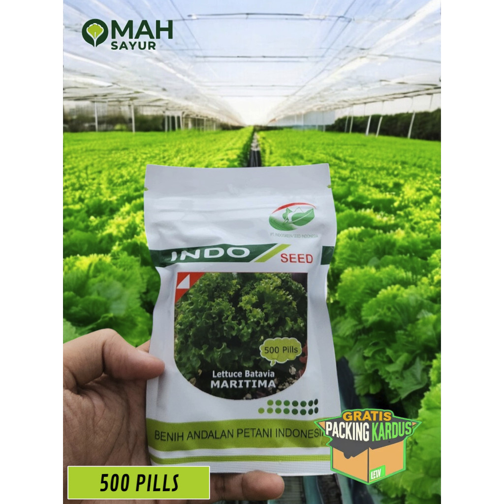 Jual [500 Pills] Benih Selada MARITIMA Lettuce Batavia By Indo Seed ...
