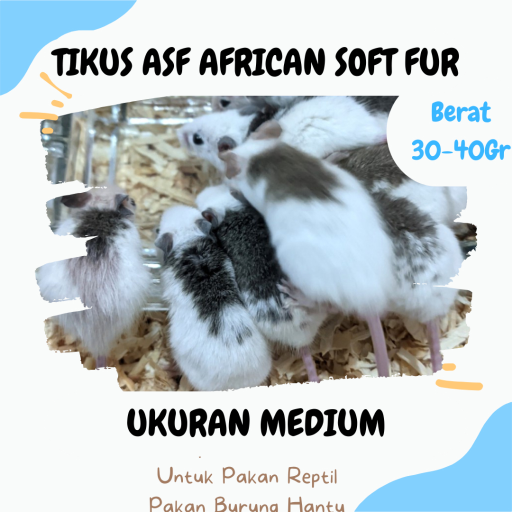 Jual TIKUS ASF AFRICAN SOFT FUR PAKAN REPTIL BALL PYHTON 31-40 | Shopee Indonesia