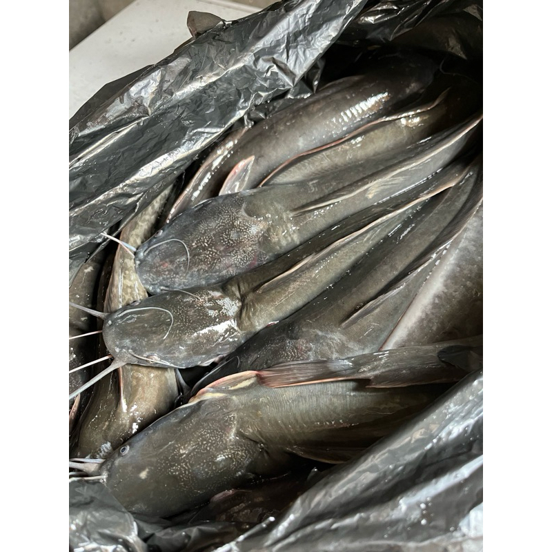 Jual Ikan Lele Segar per 1kg | Shopee Indonesia