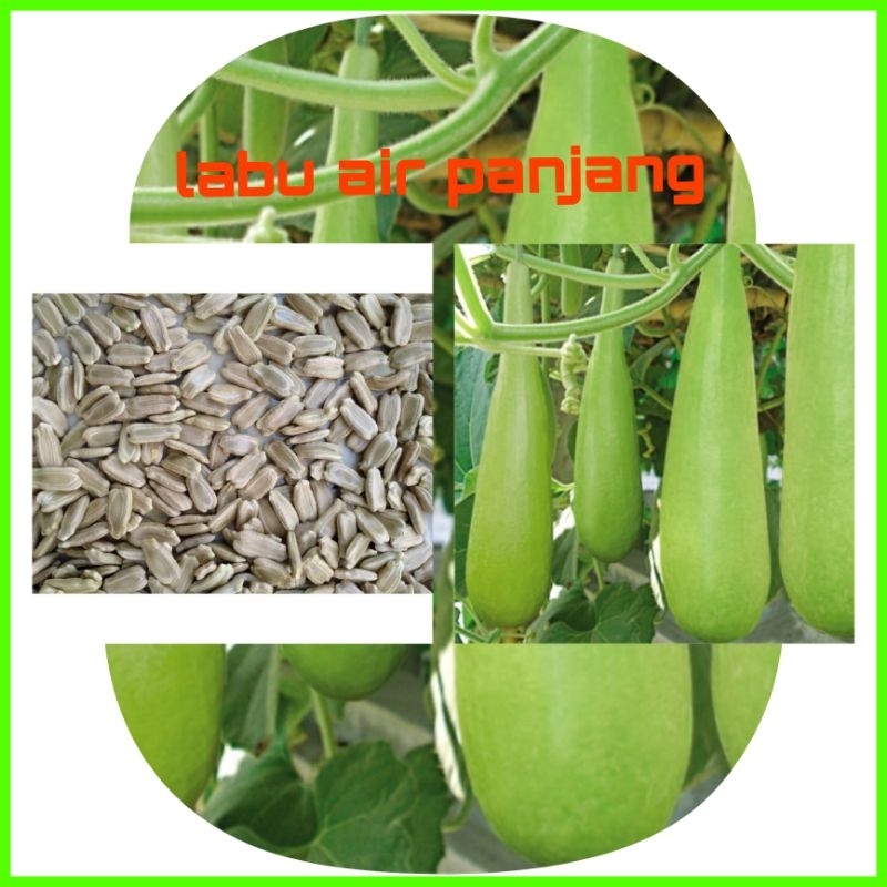 Jual biji benih labu air panjang/kukuk panjang isi(100 biji) | Shopee ...