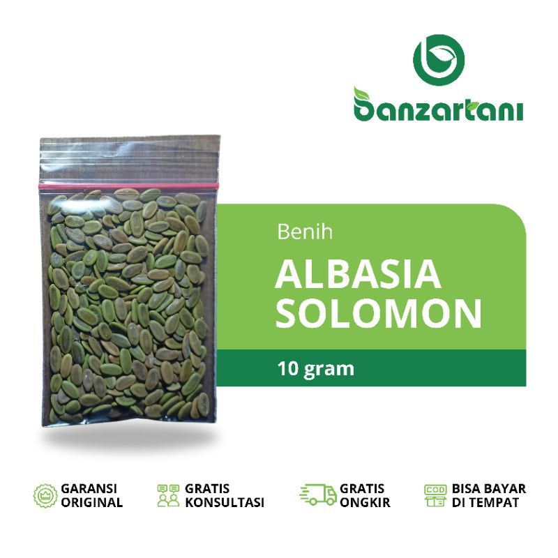 Jual Banzartani - Benih Albasia Solomon Asli Papua - 10gram (± 400 biji ...
