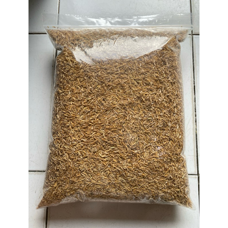 Jual Gabah Padi Hamster | Shopee Indonesia