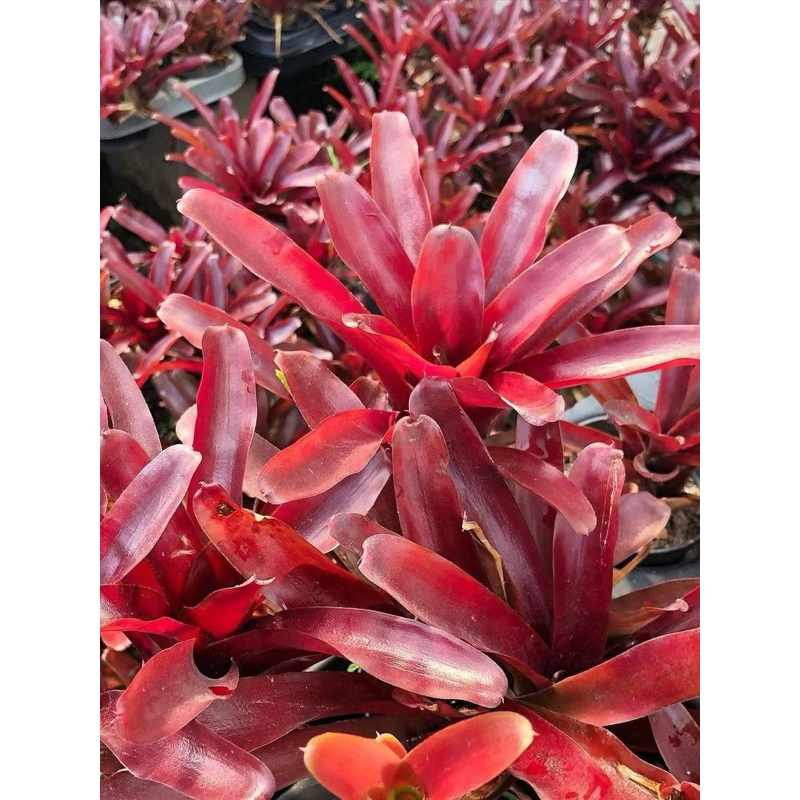 Jual Tanaman Hias Bromelia Merah (besar) | Shopee Indonesia