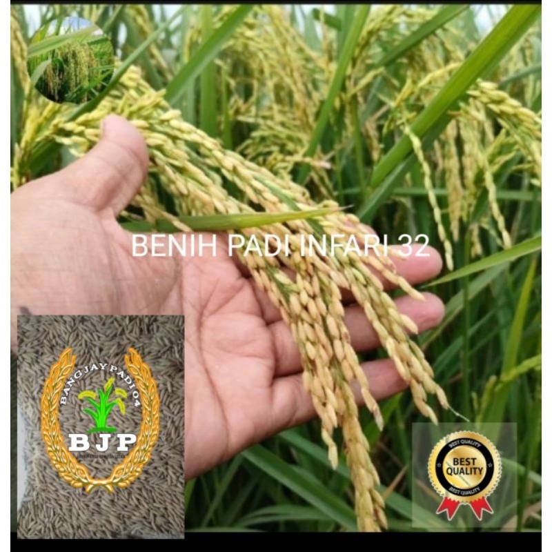 Jual BENIH PADI INPARI 32 KEMASAN 1KG | Shopee Indonesia