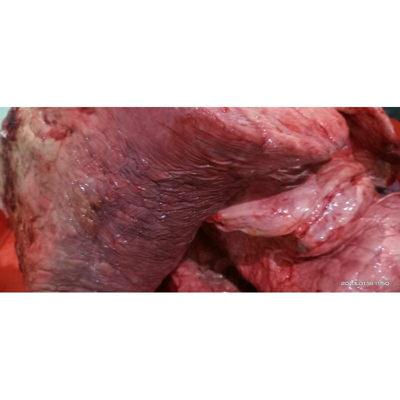 Jual PARU SAPI Premium 500gr | Shopee Indonesia