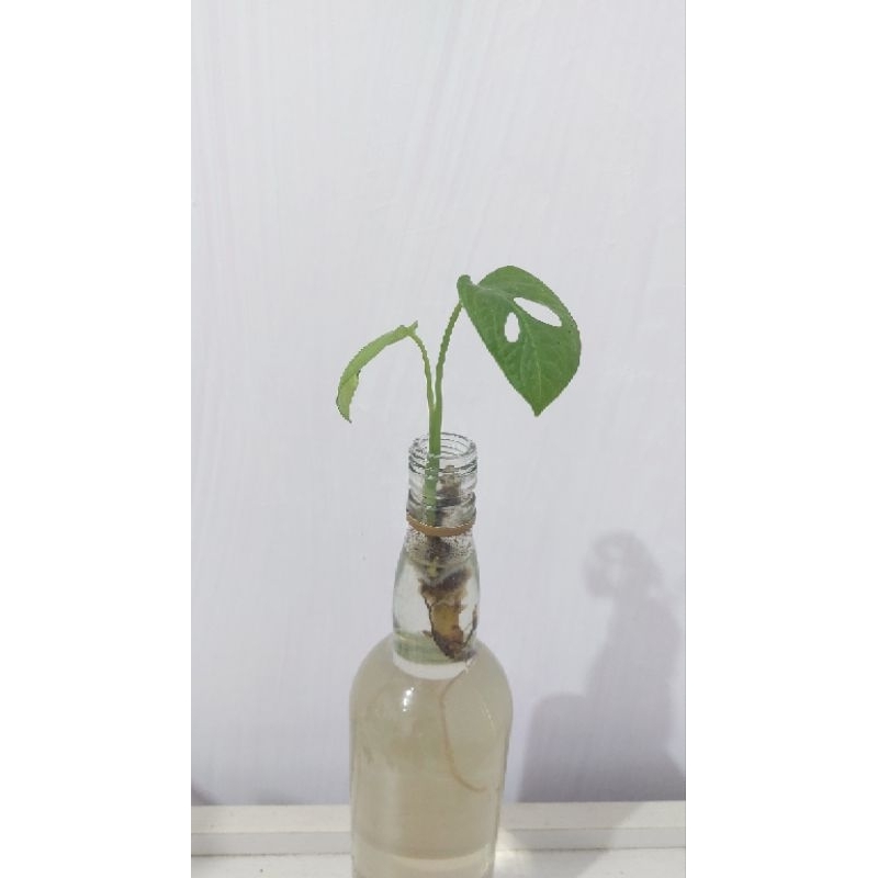 Jual Tanaman Hias Monstera Adansonii di Dalam air botol cantik - A ...