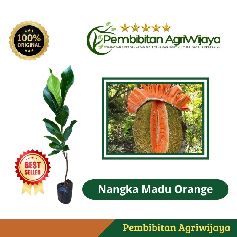 Jual Bibit Nangka Madu Orange Bulat varietas unggul Okulasi original ...