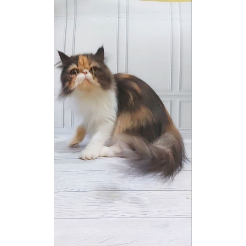 Jual KUCING KITTEN PERSIA PEAKNOSE SEHAT KUCING GEMBUL LUCU BETINA ...