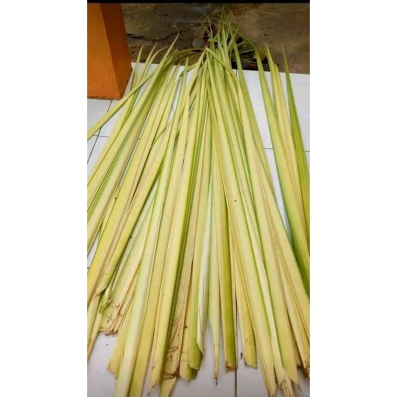 Jual 25 LIDI Janur Daun Kelapa Muda Segar - Hiasan Tradisional Adat ...