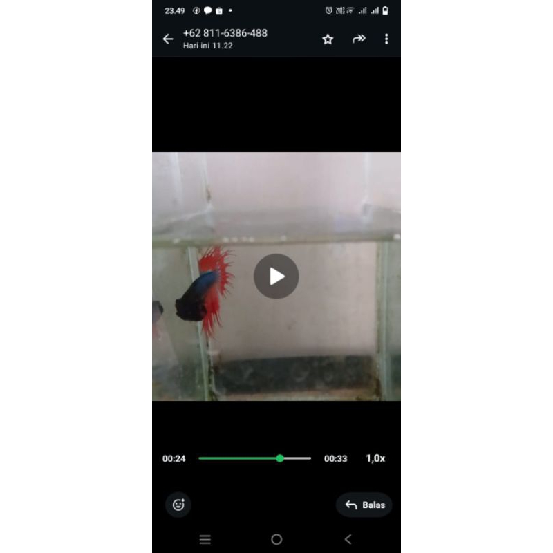 Jual Hiasan Akuarium HM Crowntail / Foto Asli ( Cupang ) | Shopee Indonesia