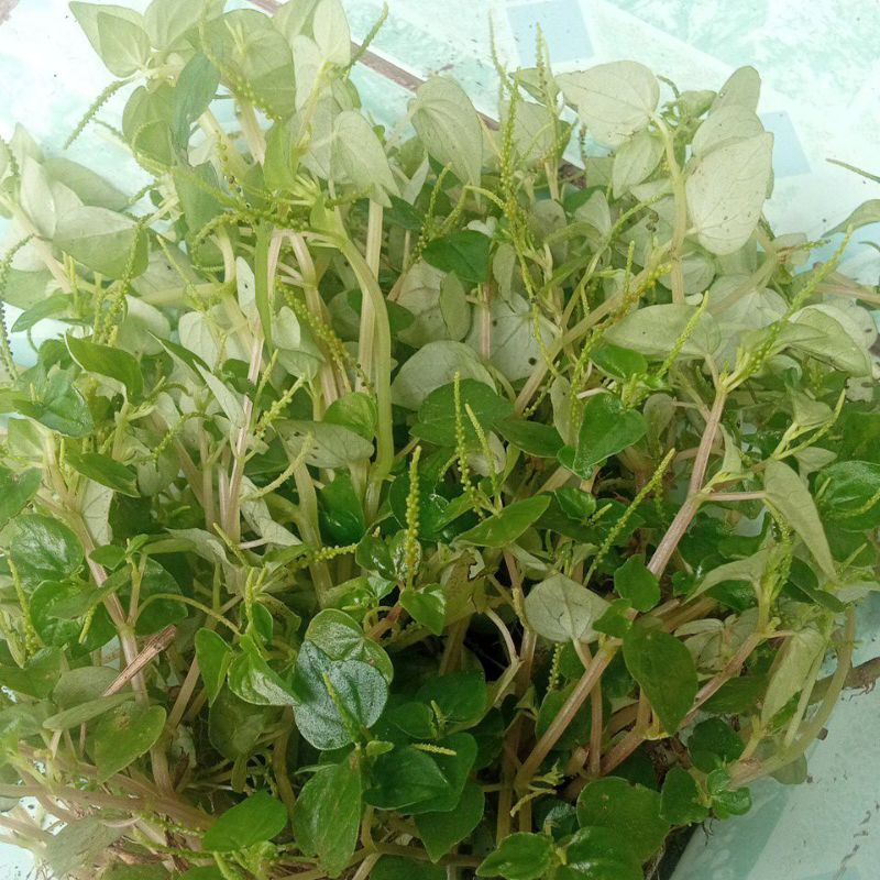 Jual Daun sirih cina segar baru metik 500gr | Shopee Indonesia