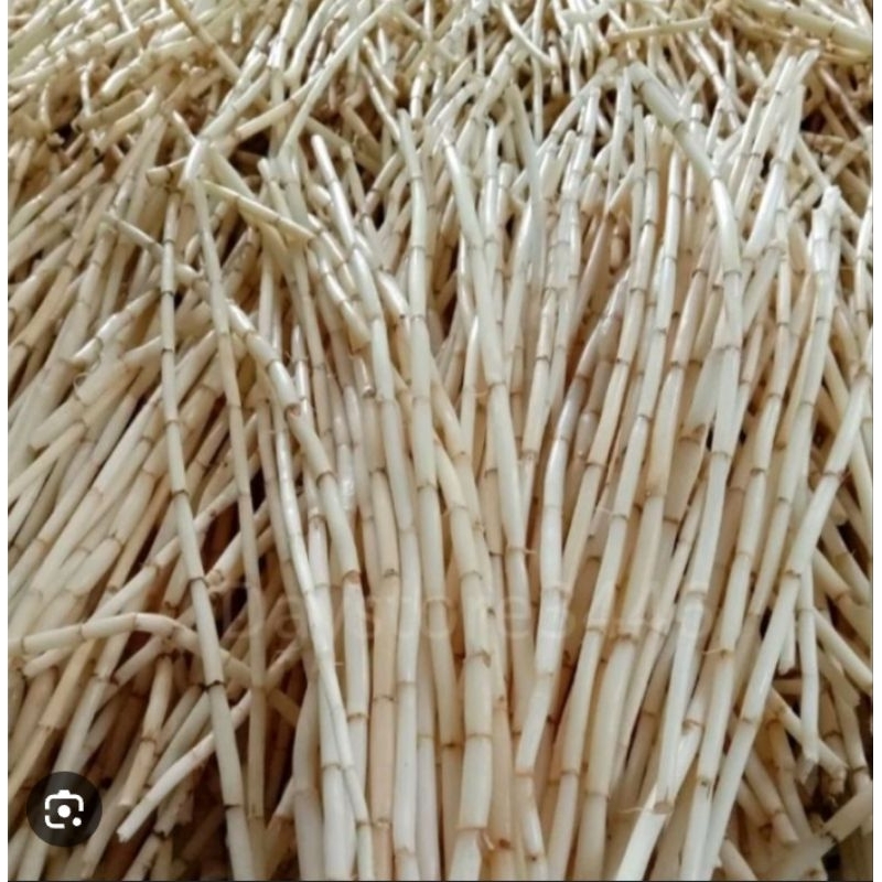 Jual akar alang alang segar 1kg | Shopee Indonesia