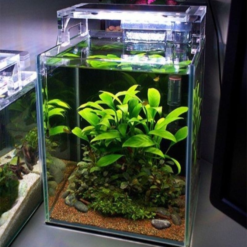 Jual Aquascape 4000 ml Betta Royal Tank Cube Glass Aquarium | 1 Set ...