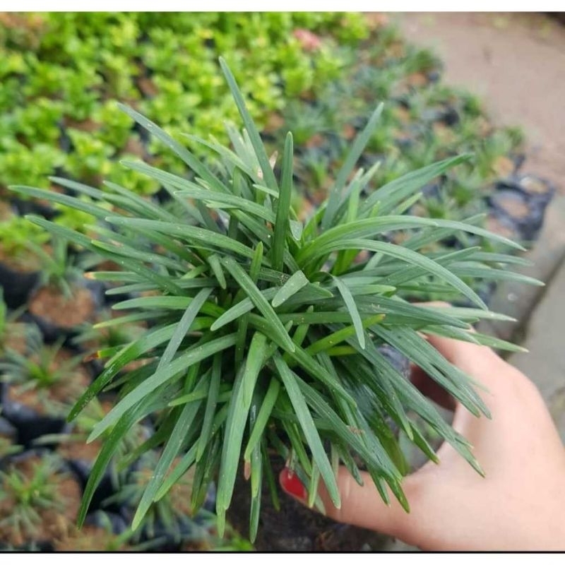 Jual PROMO!! TANAMAN HIAS KUCAI MINI - RUMPUT KUCAI MINI HIJAU DAUN ...