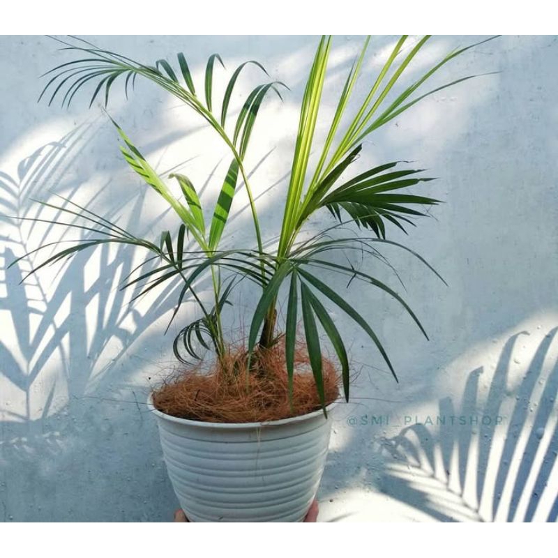 Jual paket 100tanaman palem kuning | Shopee Indonesia