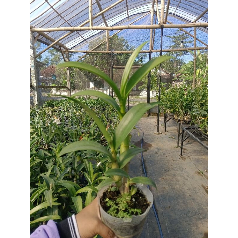 Jual Dendrobium Genting royal DEWASA | Shopee Indonesia