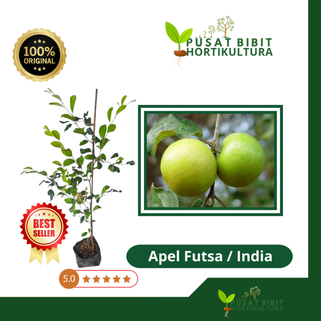Jual Bibit Apel Futza Apel India Varietas Unggul Okulasi Original Pusat ...