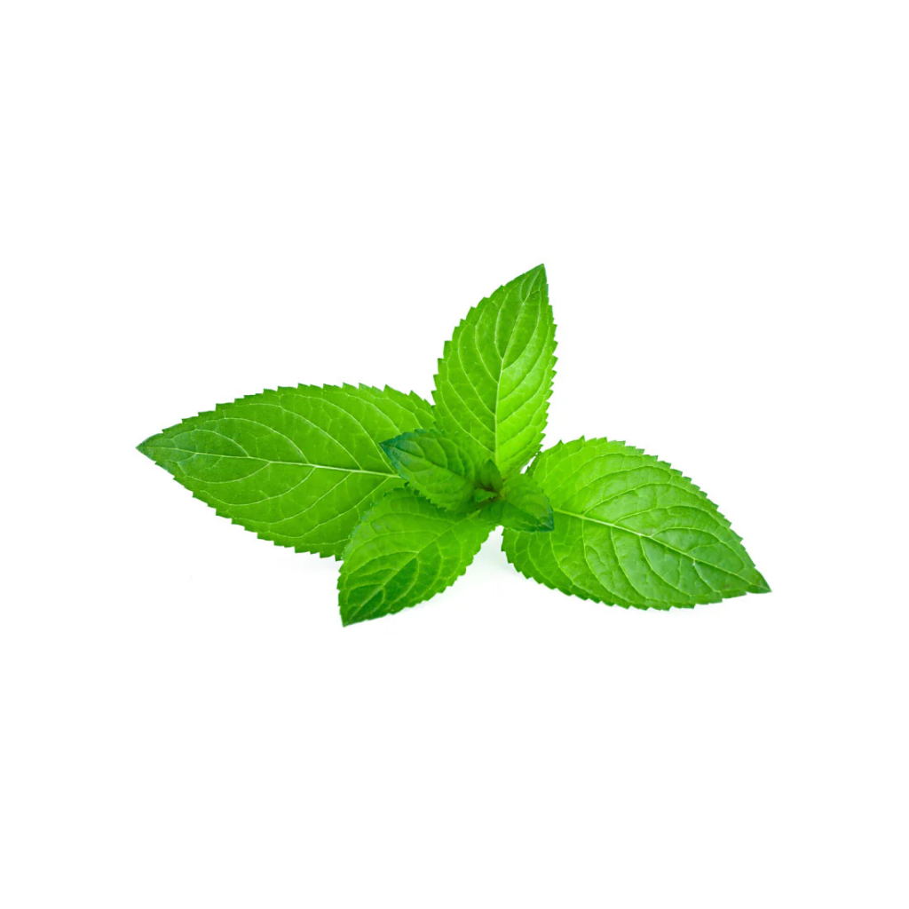Jual Capella Cool Mint Essence perasa | Shopee Indonesia