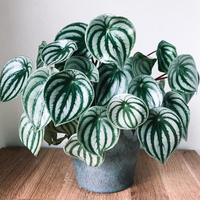 Jual Tanaman Peperomia Watermelon / Argyreia Watermelon Peperomia (Daun ...