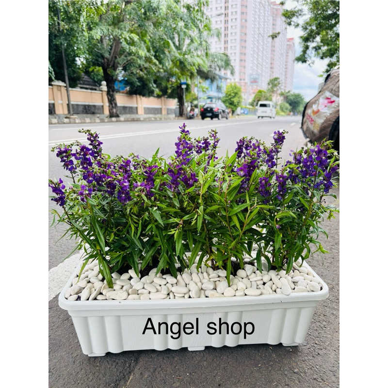 Jual Tanaman Hias Lavender Super Rimbun Plus Pot Panjang/Batu Putih ...