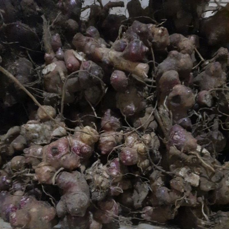 Jual bibit umbi yakon harga satuan minimal beli 2 bibit | Shopee Indonesia