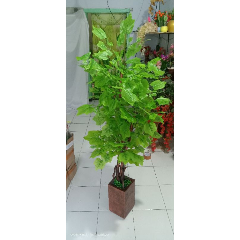 Jual tanaman hias pohon sudut ruangan 130cm rimbun | Shopee Indonesia